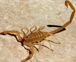 scorpions | Pest Elimination Systems Technology, Inc.